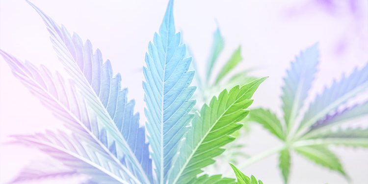 HHC: What Is It? - All Greens Dispensary